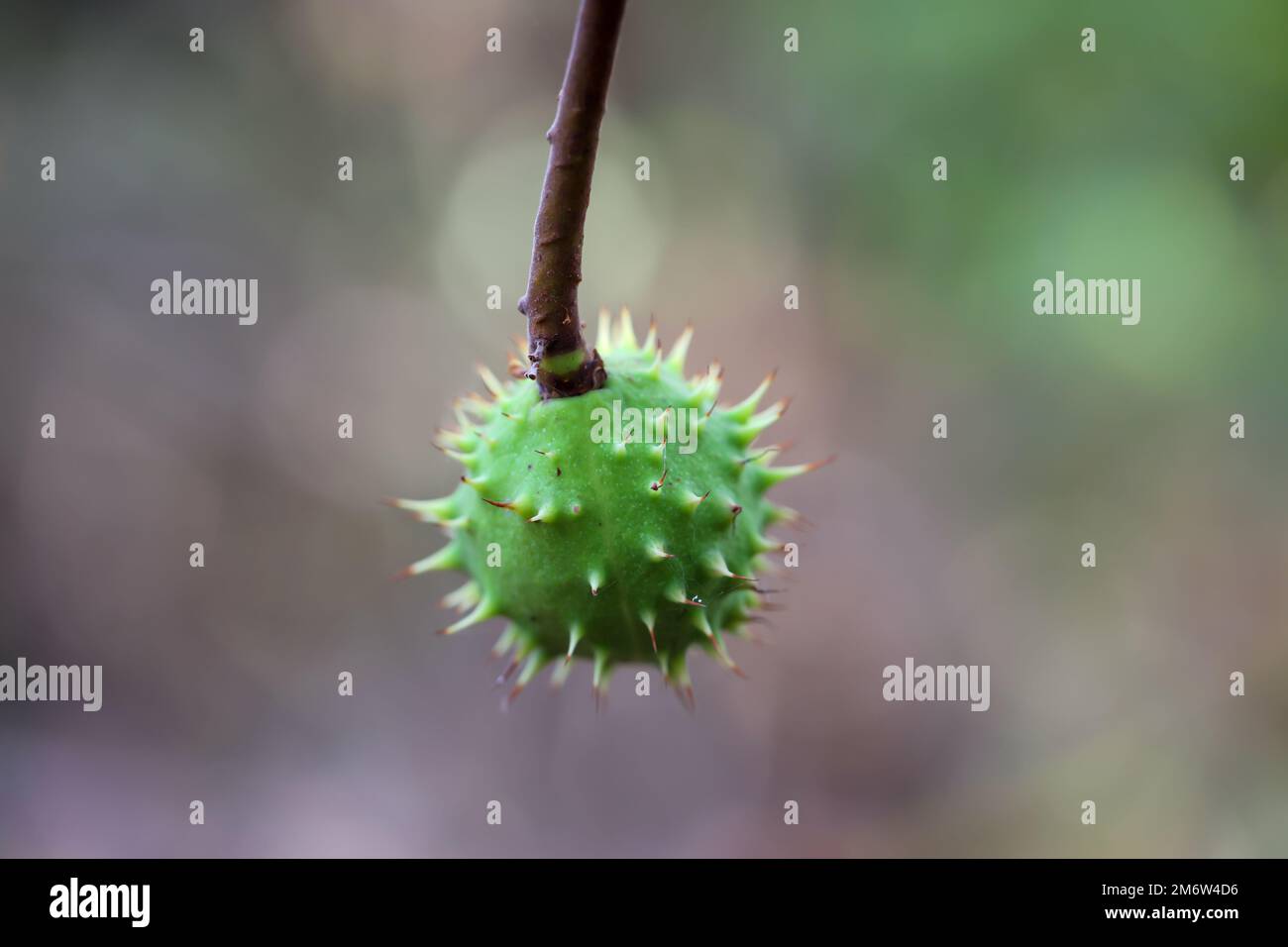 Prickly chestnut hi-res stock photography and images - Alamy