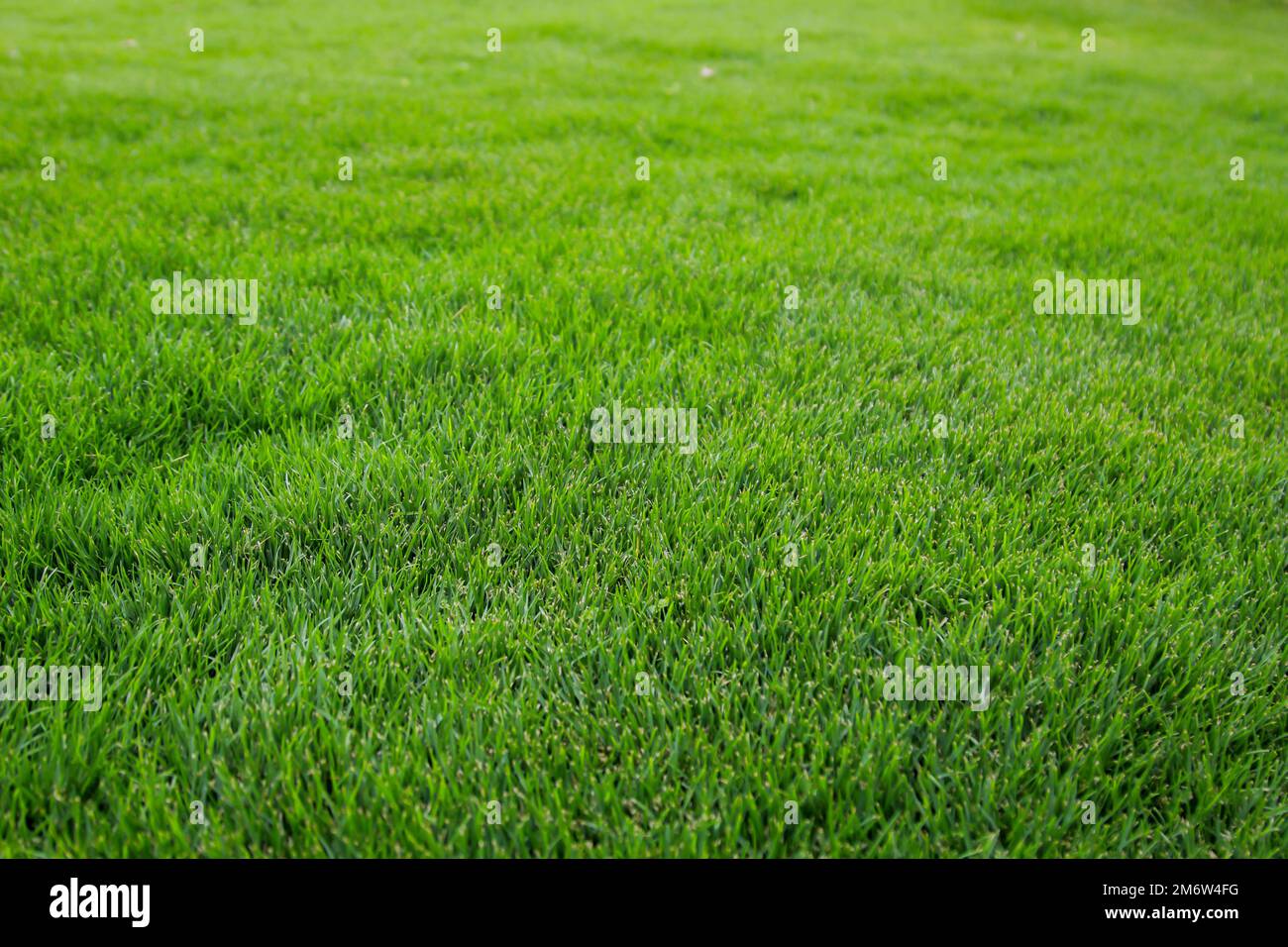 A grass texture, look at a lush green lawn Stock Photo - Alamy