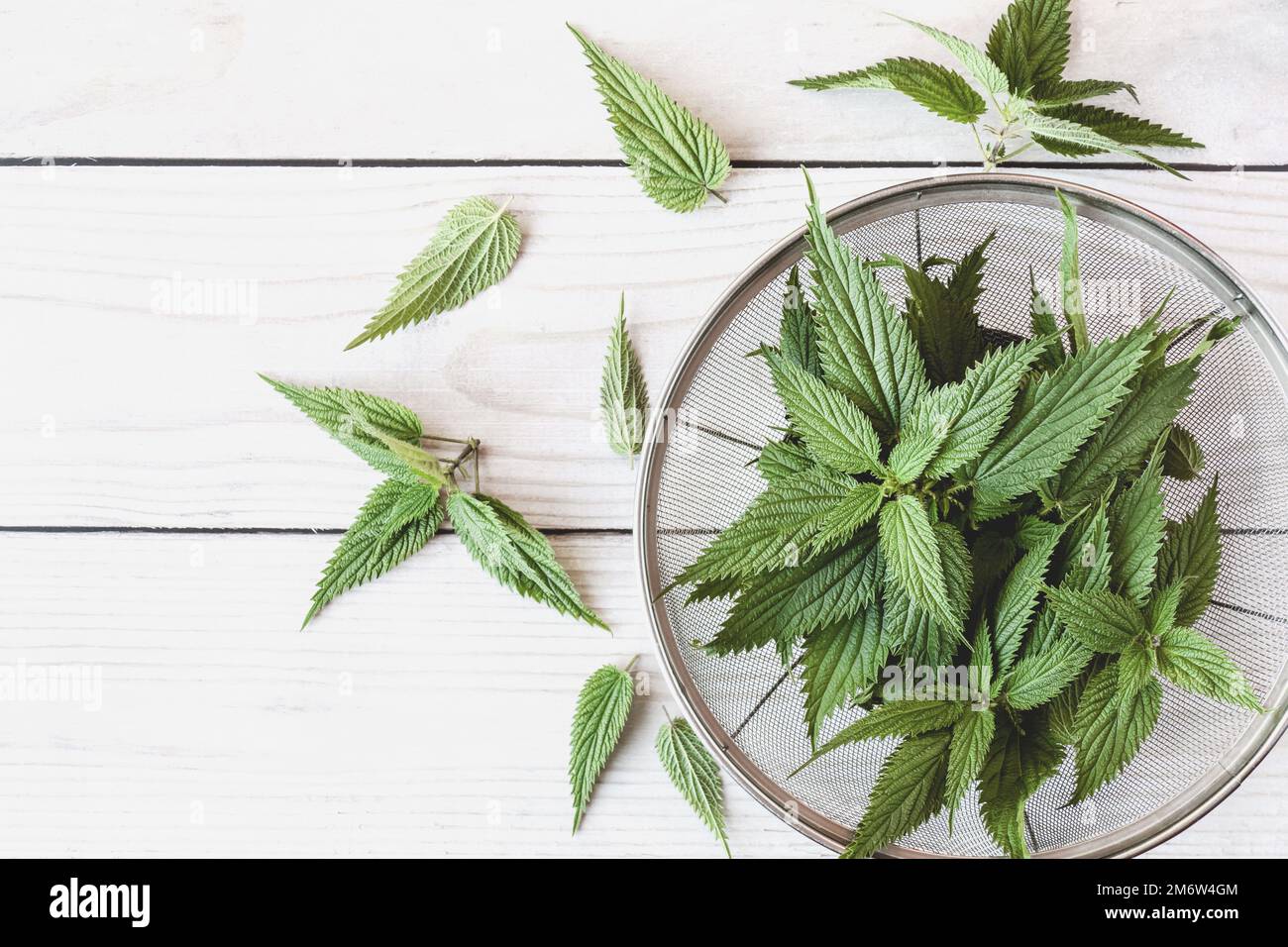 Nettle leaf, freshly picked Urtica dioica on wooden table, top view ...