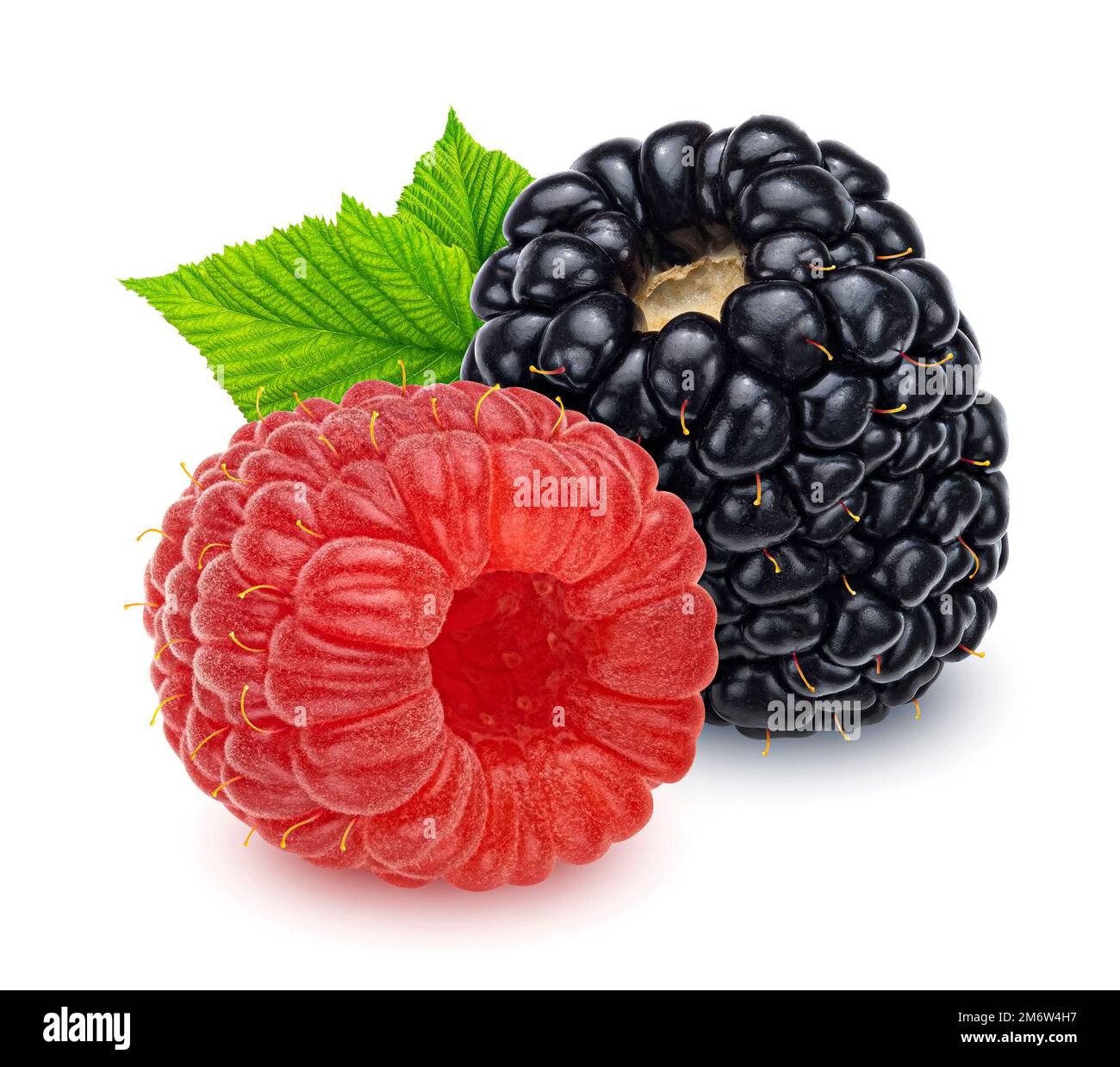 Raspberry and blackberry isolated on white background Stock Photo - Alamy