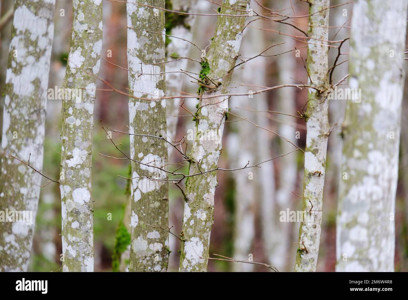 Big wood trunks hi-res stock photography and images - Alamy