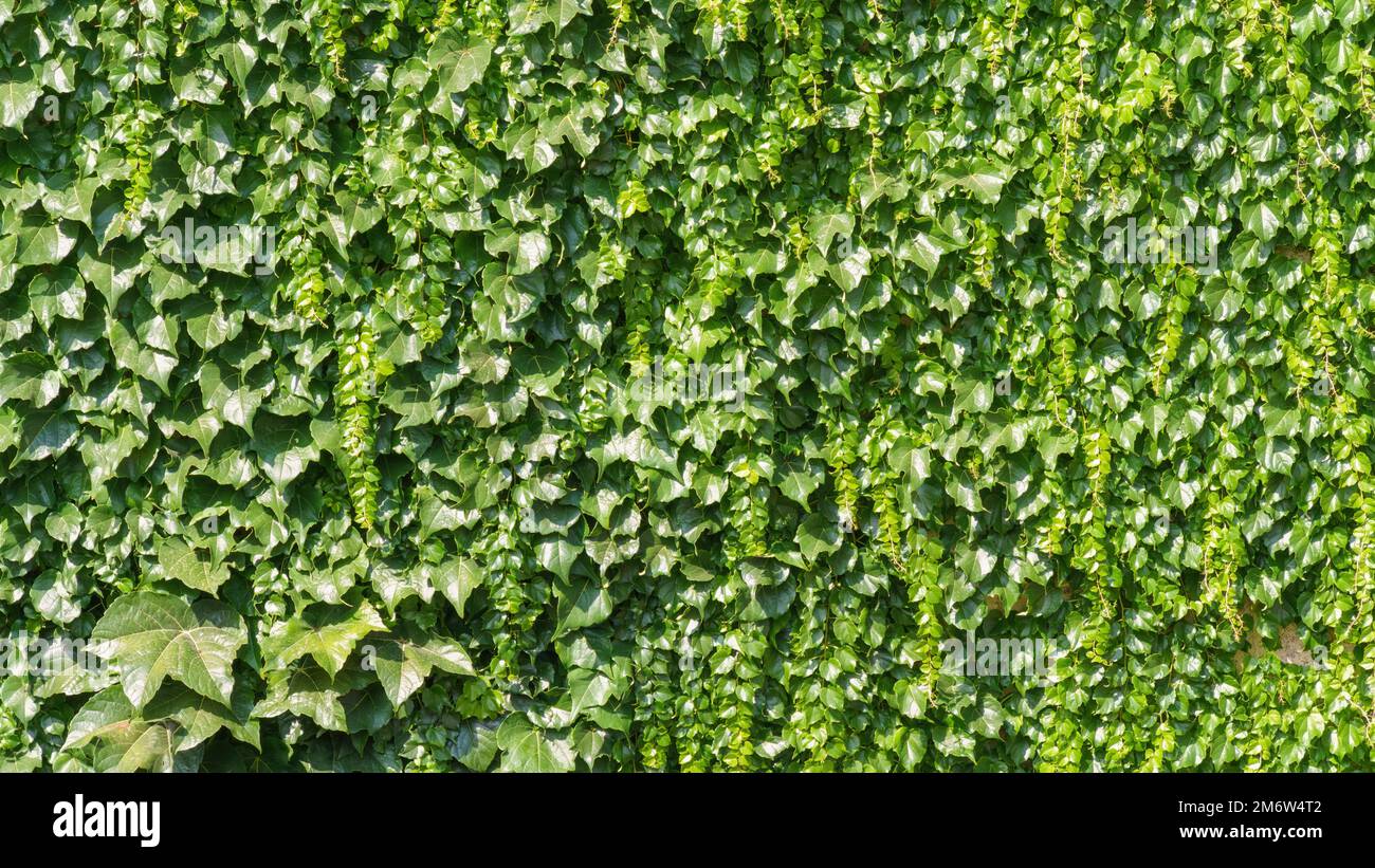 Green ivy background texture Stock Photo - Alamy