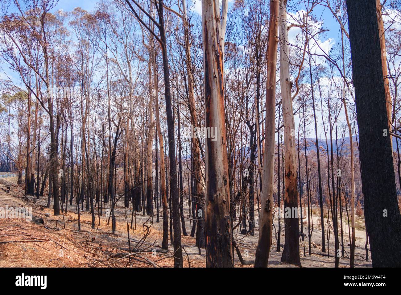 Eucalyptus Trees In Australia