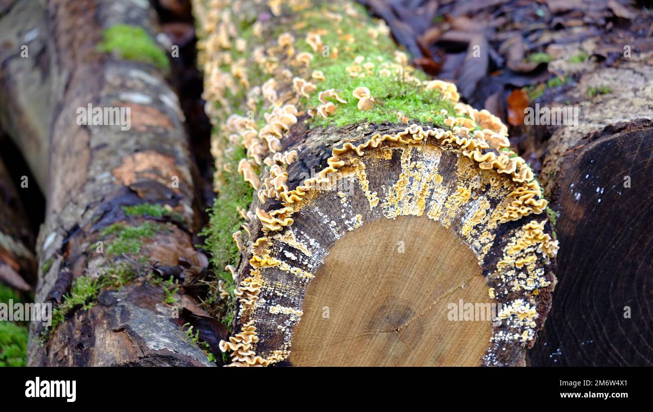 Mushrooms on rotting tree trunk hi-res stock photography and images - Alamy