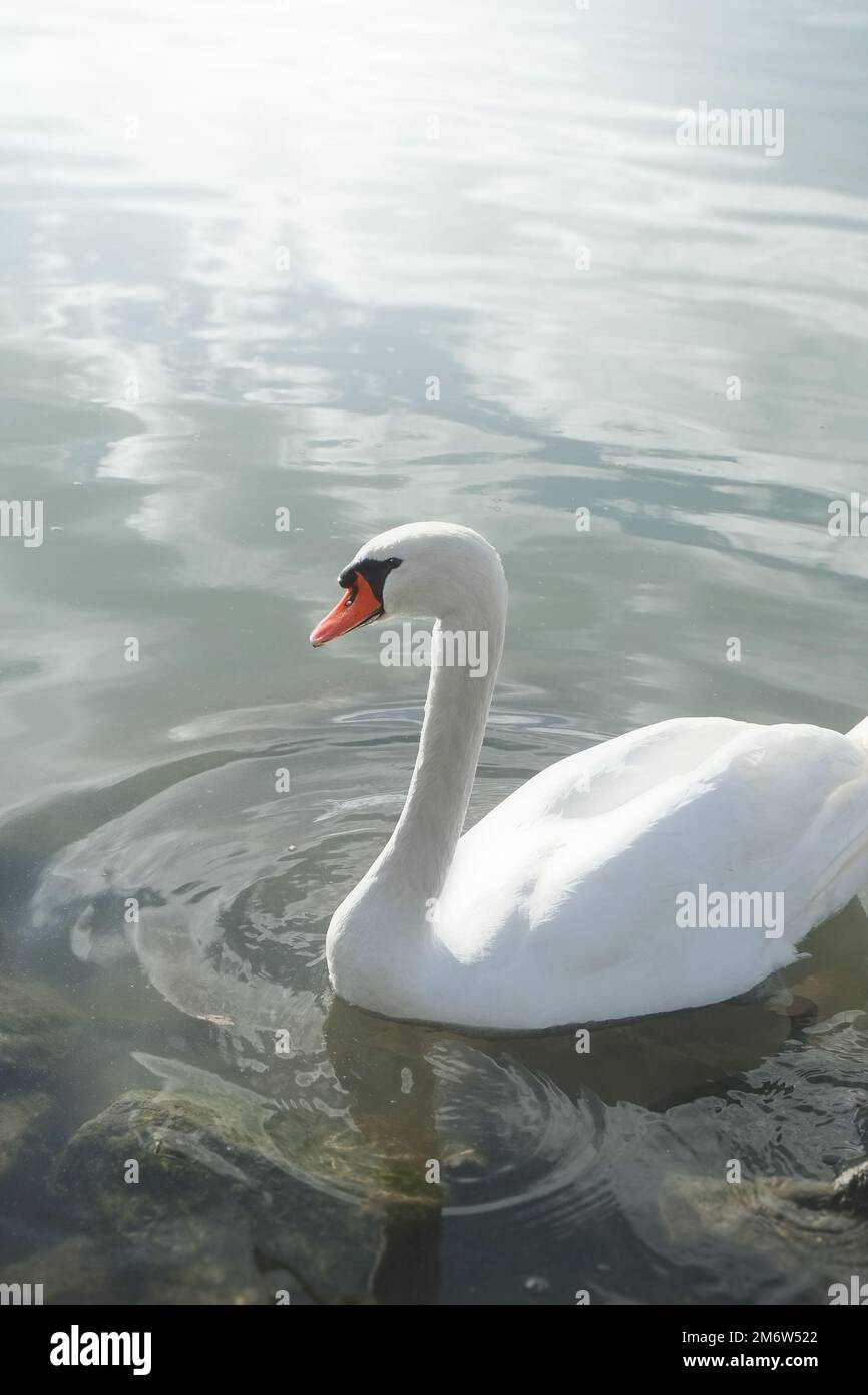 Lonely swan at the water with space for your content Stock Photo - Alamy