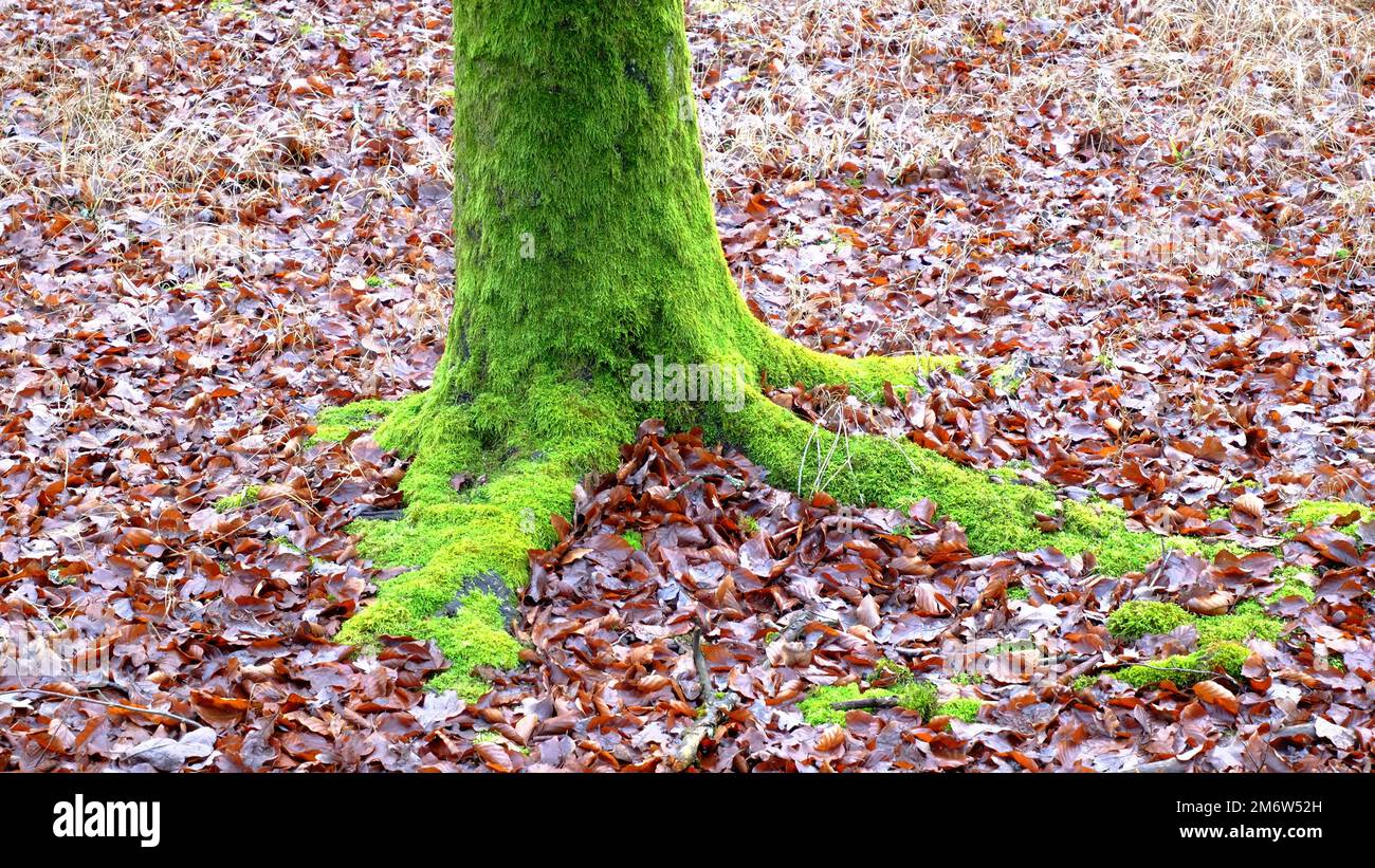 Moss-covered tree trunk Stock Photo - Alamy