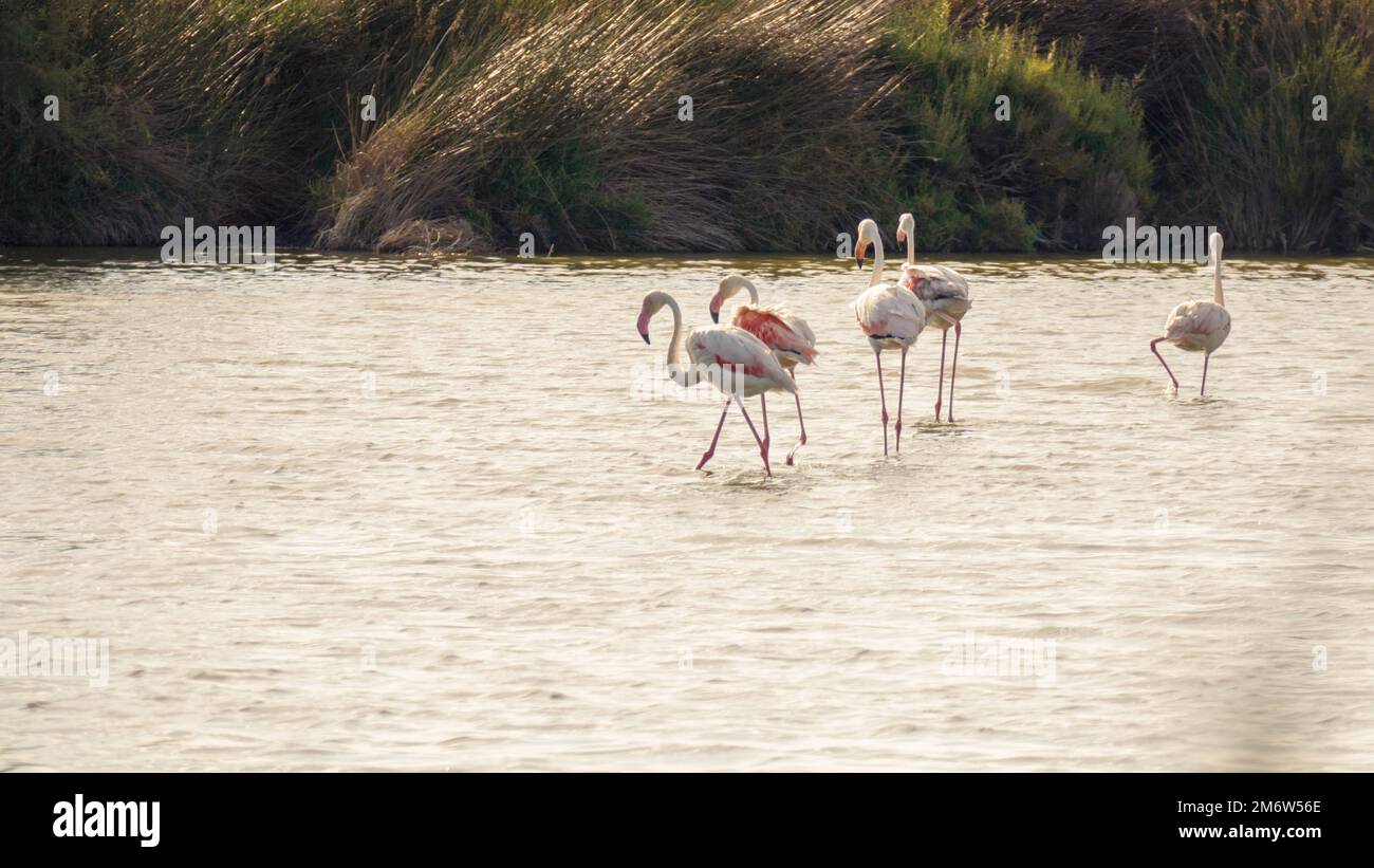 European flamingos hi-res stock photography and images - Alamy