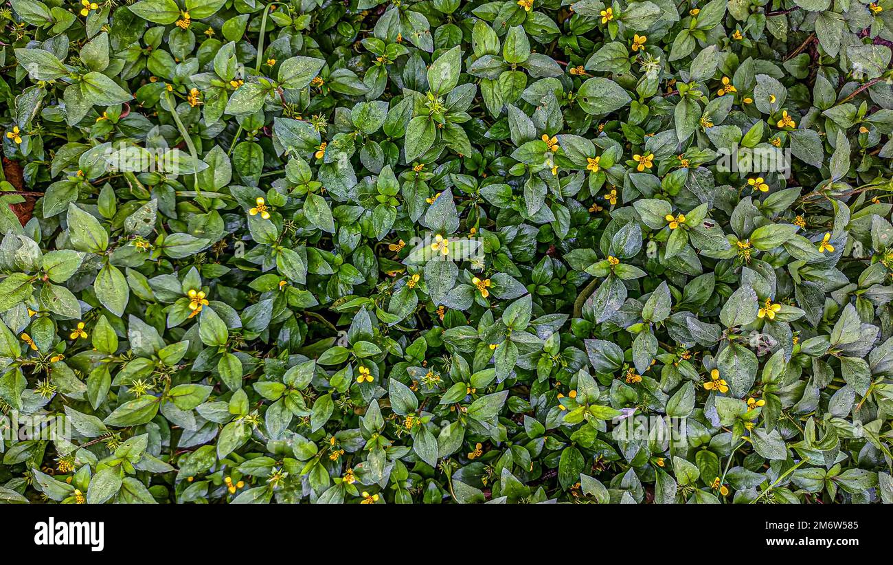Texture of weeds on the ground, natural grass background in nature ...