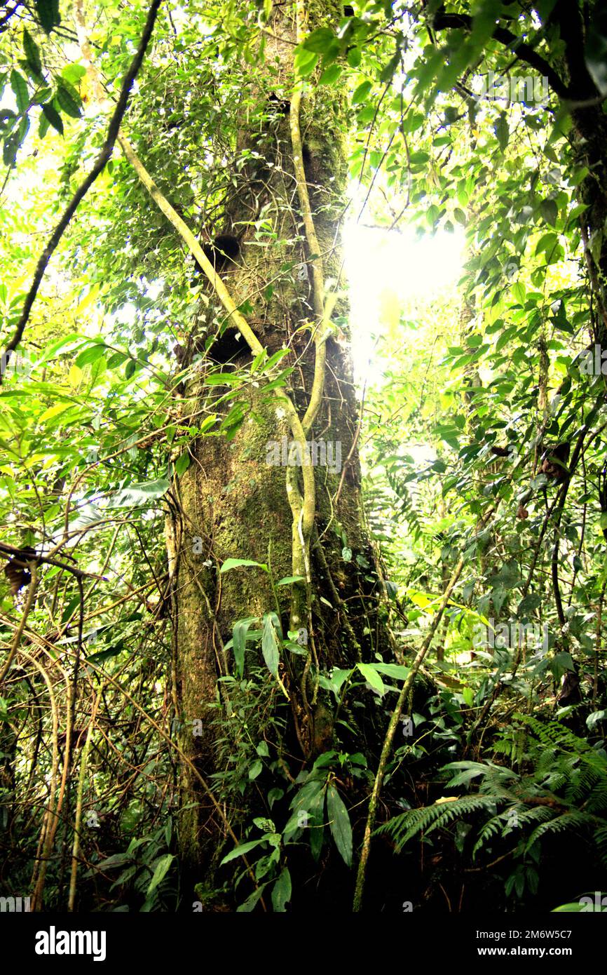 A large, tall tree in the tropical rainforest of Mount Gede Pangrango ...