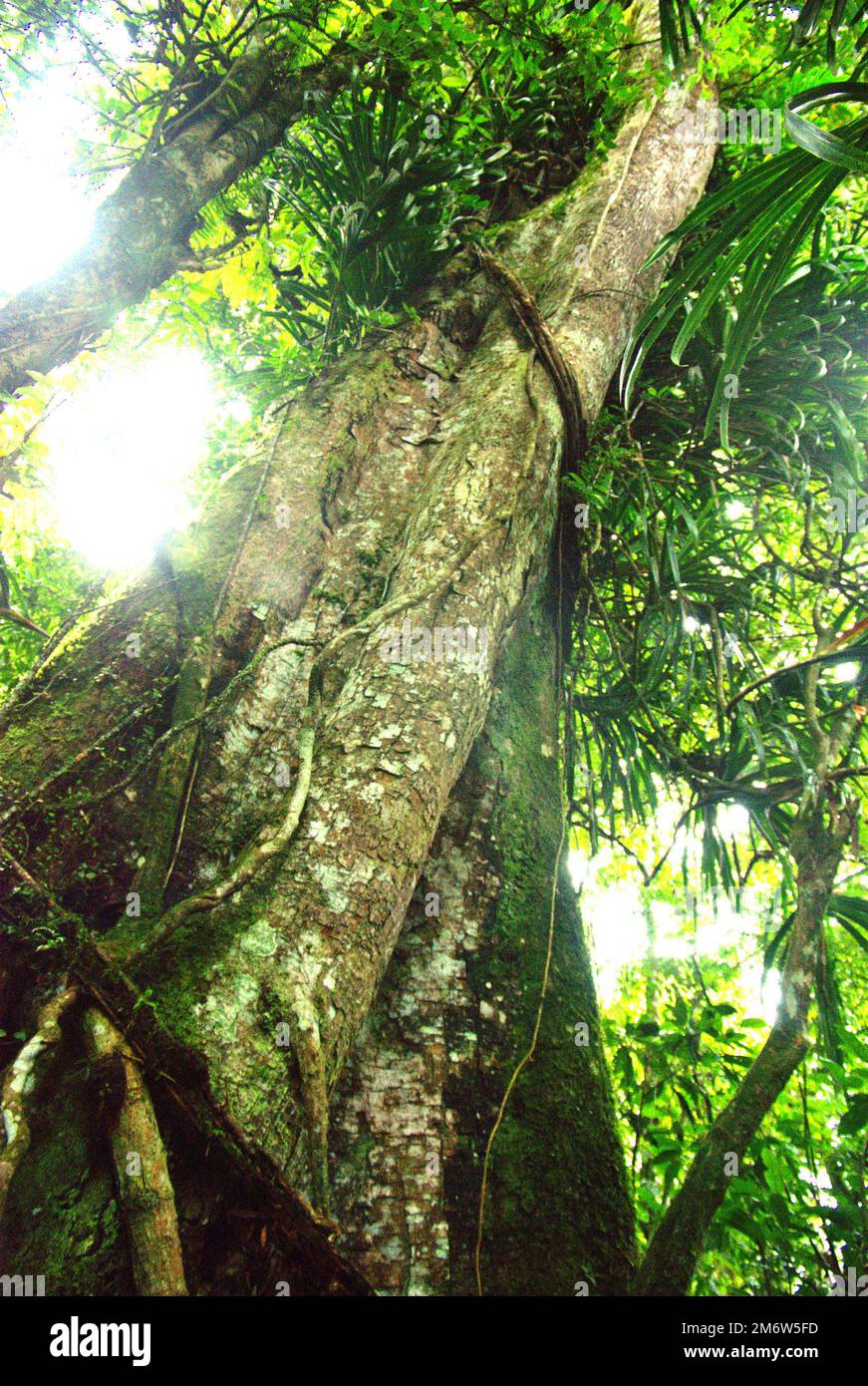 A large, tall tree in the tropical rainforest of Mount Gede Pangrango ...