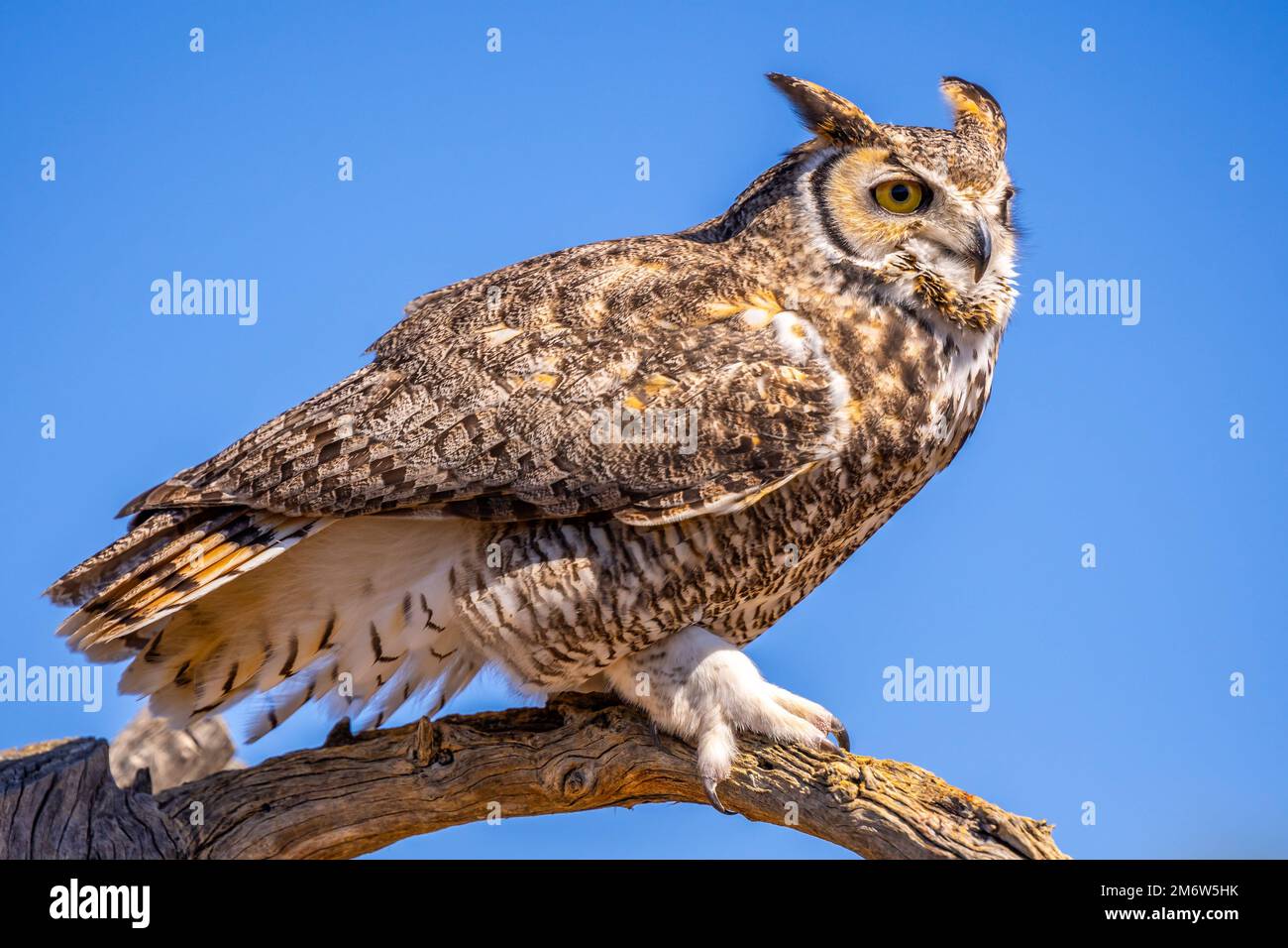 A Great Horned Owl in Tucson, Arizona Stock Photo - Alamy