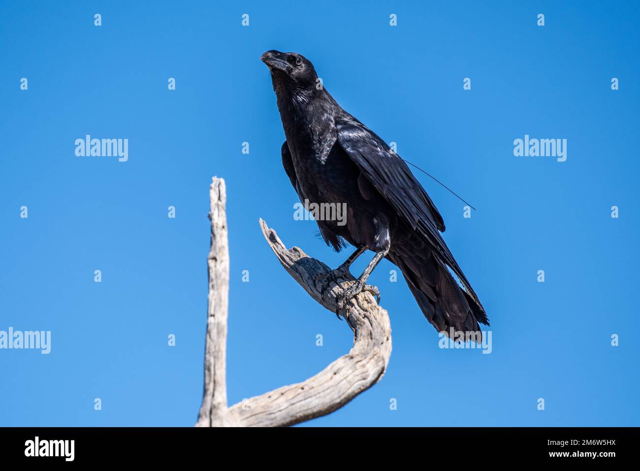 A Common Raven in Tucson, Arizona Stock Photo - Alamy