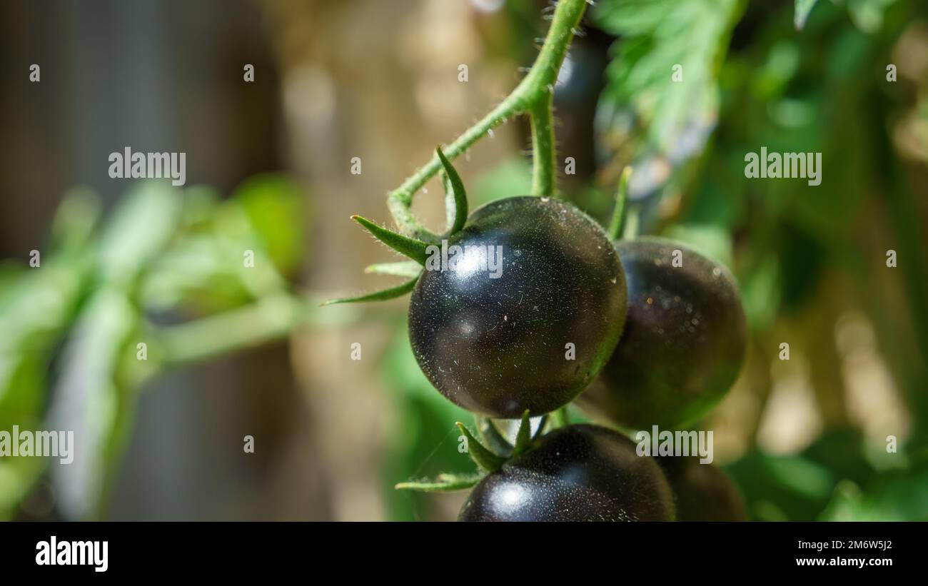 Black tomatoes in the garden Stock Photo - Alamy