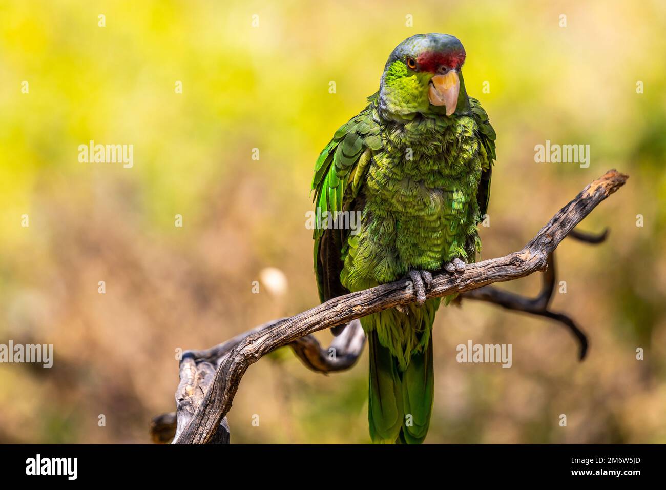 A Lilac Crowned Amazon in Tucson, Arizona Stock Photo - Alamy