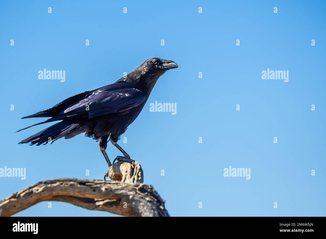 A Common Raven in Tucson, Arizona Stock Photo - Alamy