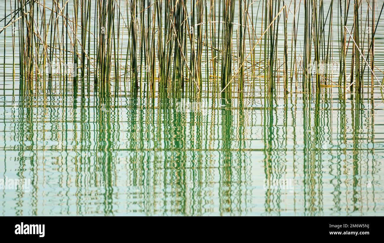 Reed Grass Water at Verda Garcia blog