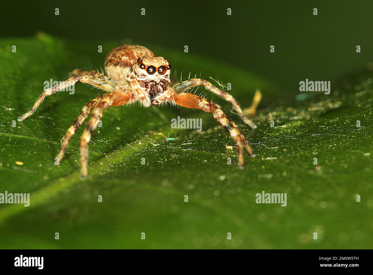 Bronze jumping spider (Helpis minitabunda Stock Photo - Alamy