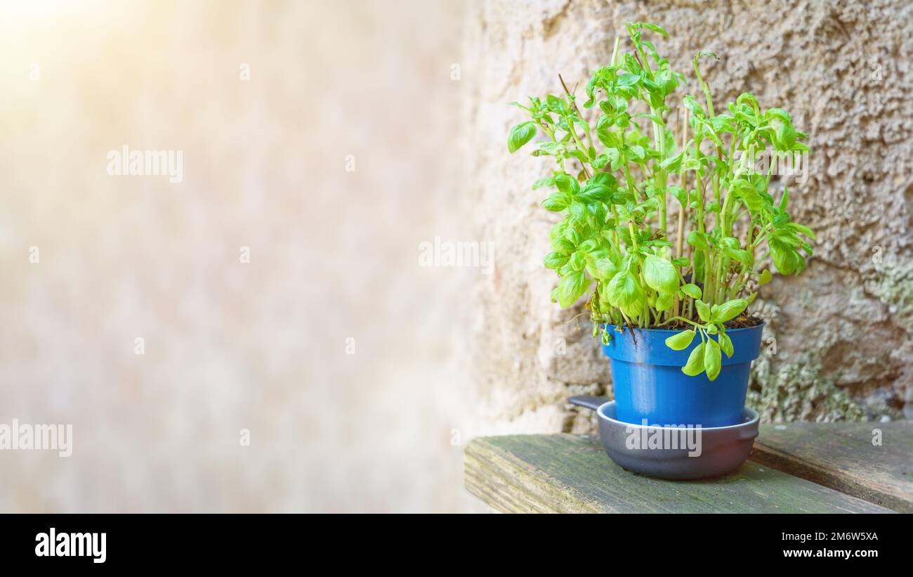 Old basil pot outdoor background Stock Photo - Alamy