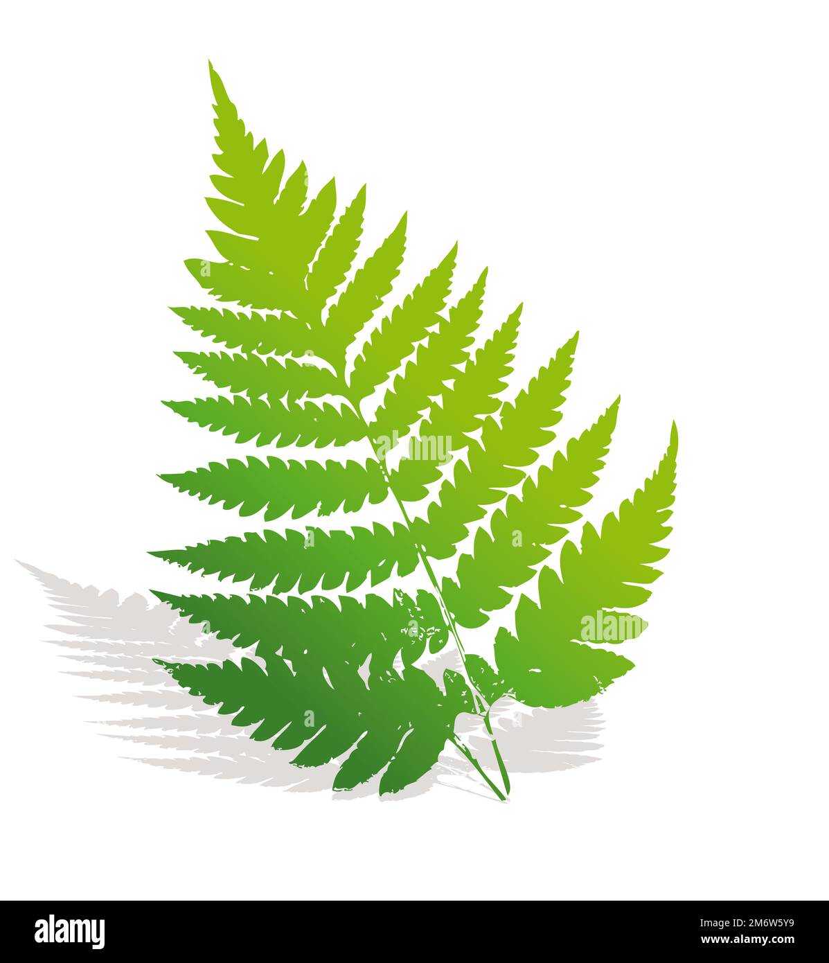 Fern graphic Cut Out Stock Images & Pictures - Alamy