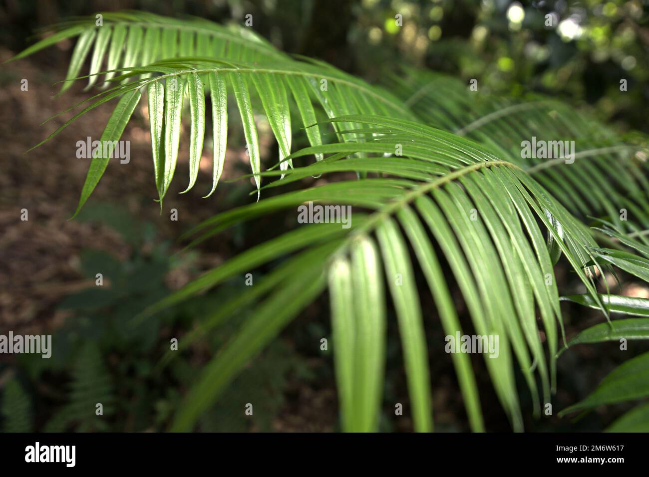 Leaves of an unidentified plant species in submontane rainforest ...