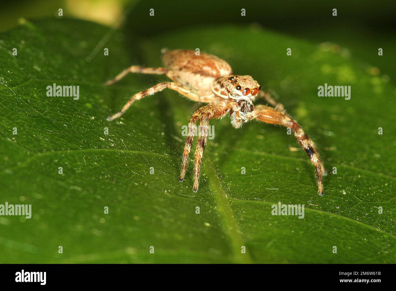 Bronze jumping spider (Helpis minitabunda Stock Photo - Alamy