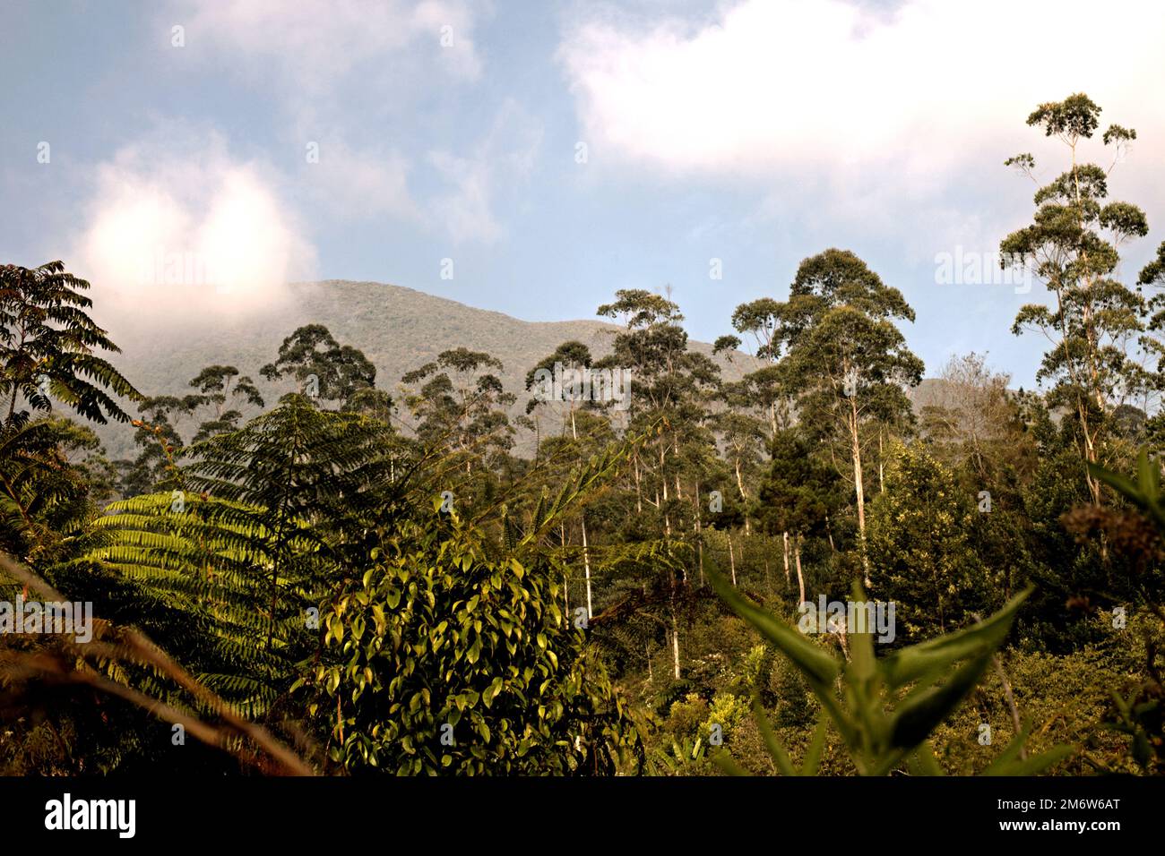 Bushes and young trees below eucalyptus trees in an area that used to ...