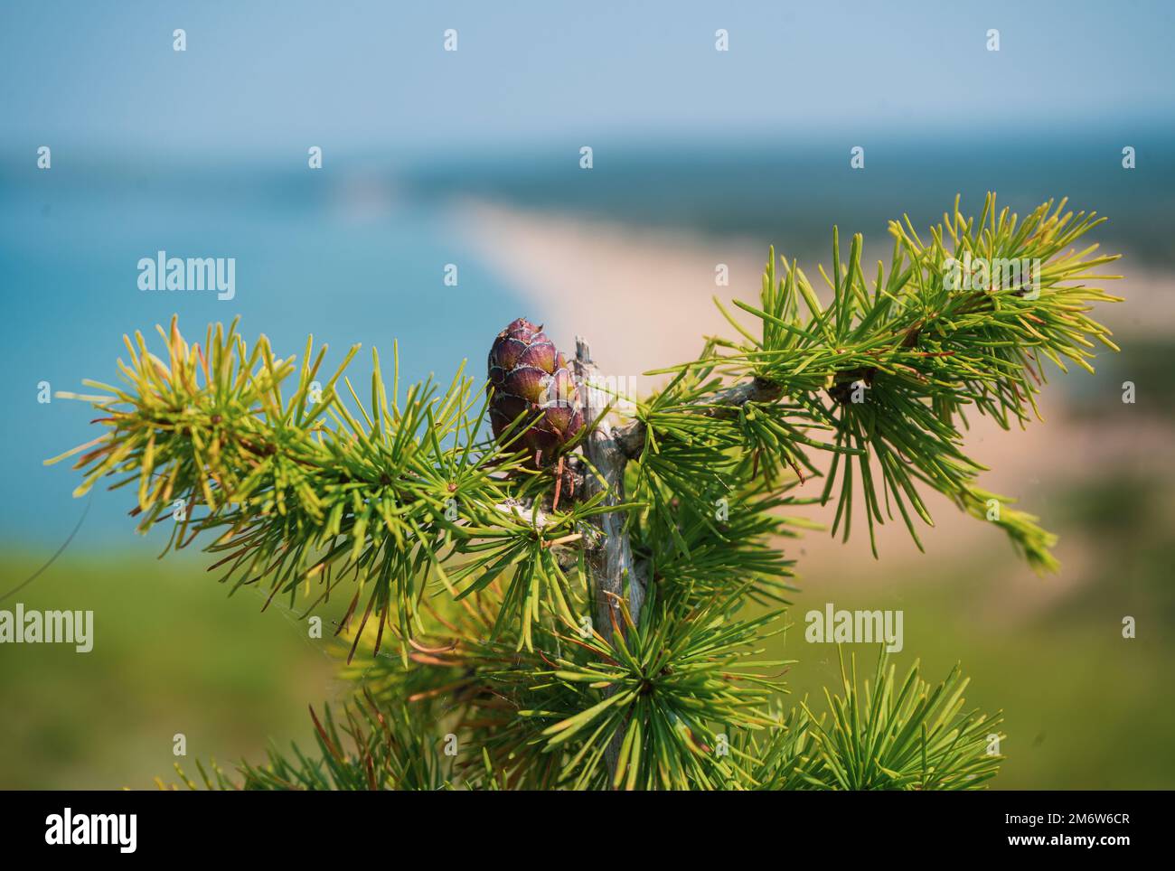Larch with cones on Baikal Lake in Siberia, Russia and branch with ...