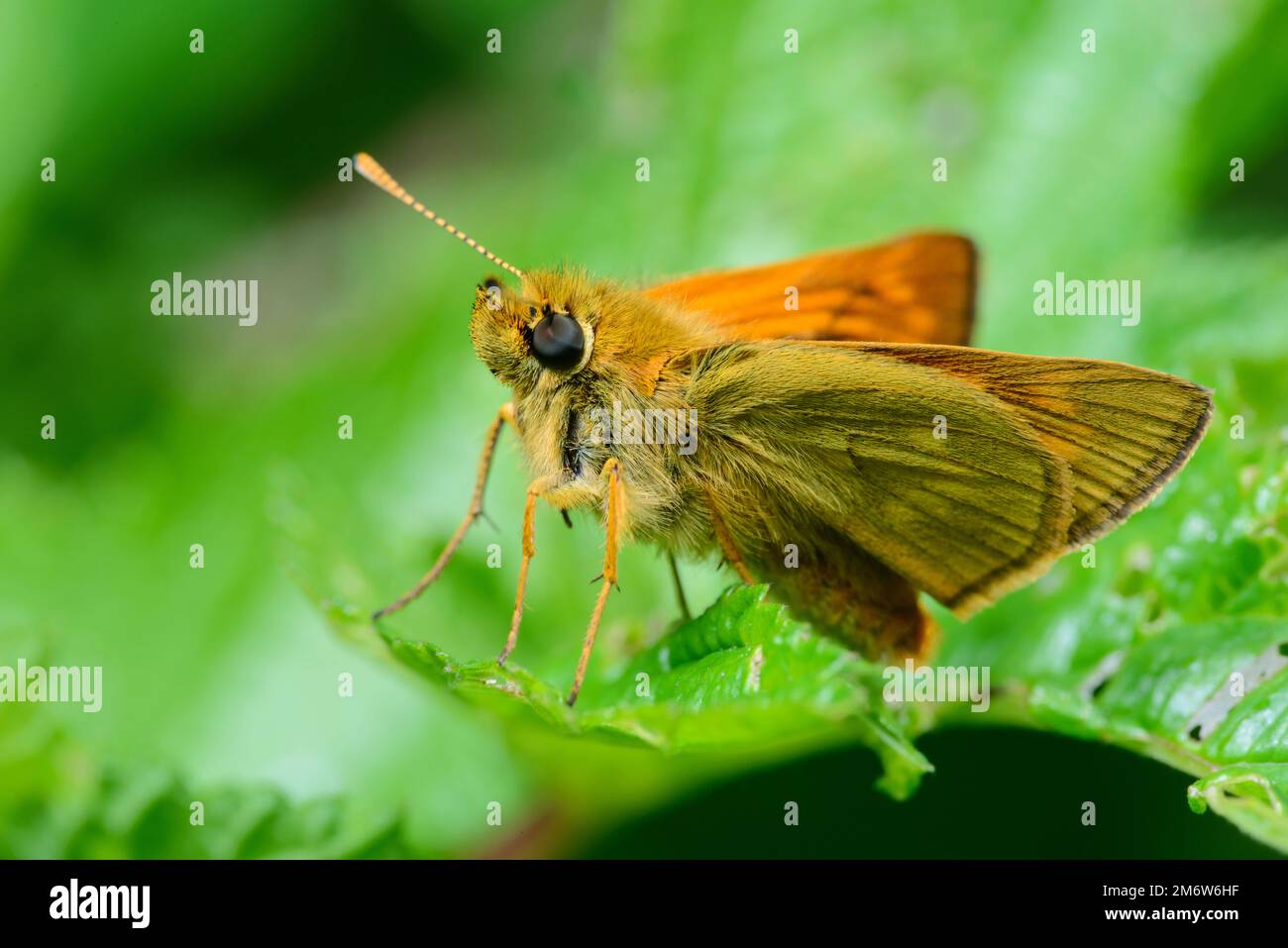 Butterfly Small skipper (Thymelicus sylvestris Stock Photo - Alamy