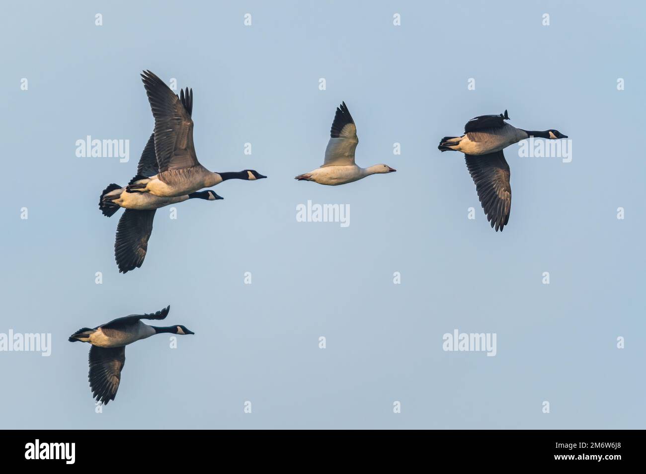 Snow Goose, Anser caerulescens and Canada Geese, Branta canadensis in ...