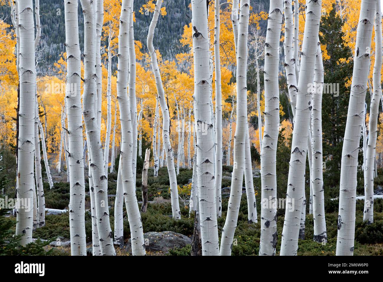 Pando quaking aspen hi-res stock photography and images - Alamy