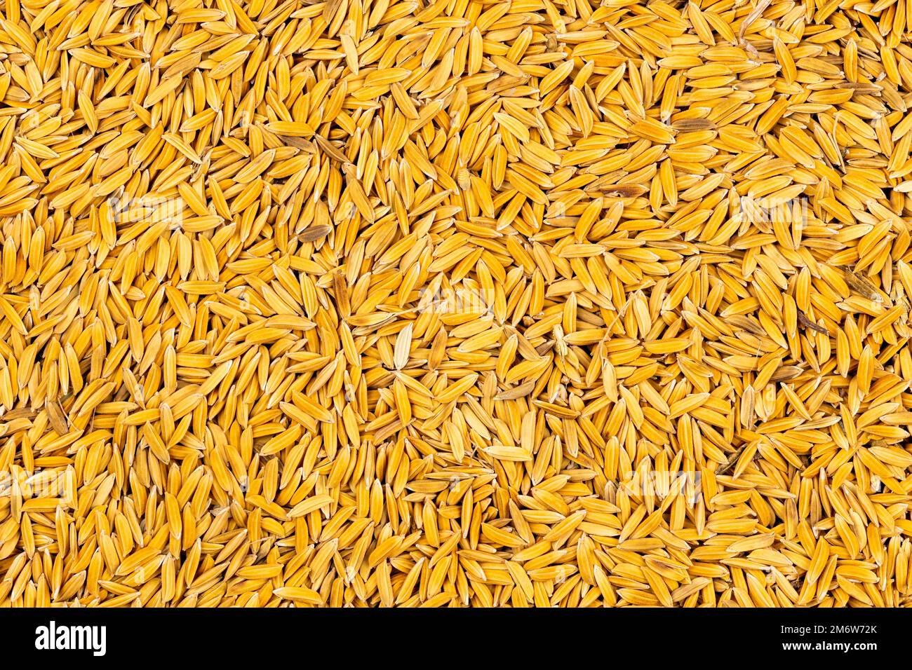 Top view of freshly harvested dry ripe raw paddy jasmine rice Stock ...