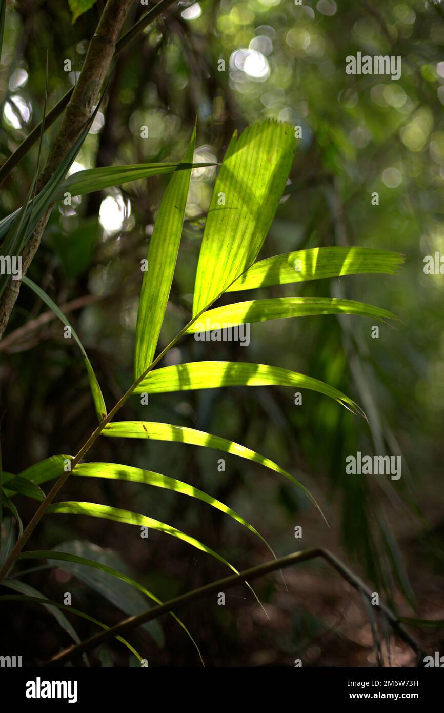 Close-up of tropical plant leaves on submontane rainforest in backlight ...