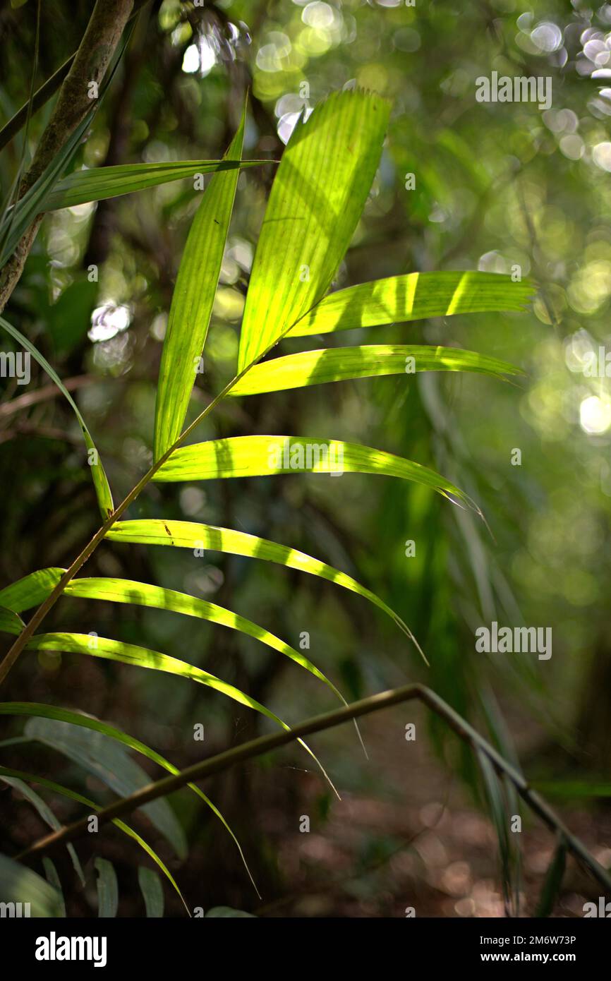 Close-up of tropical plant leaves on submontane rainforest in backlight ...