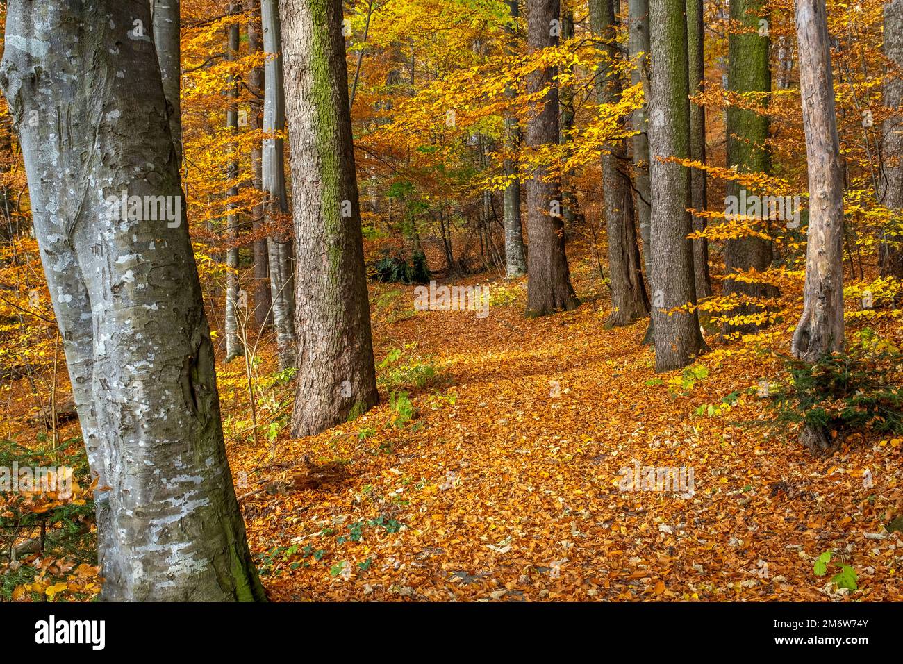 Path with leaves hi-res stock photography and images - Alamy