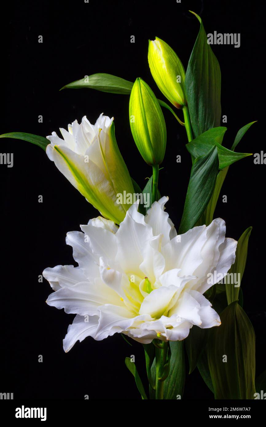 Vivid oriental lily hi-res stock photography and images - Alamy