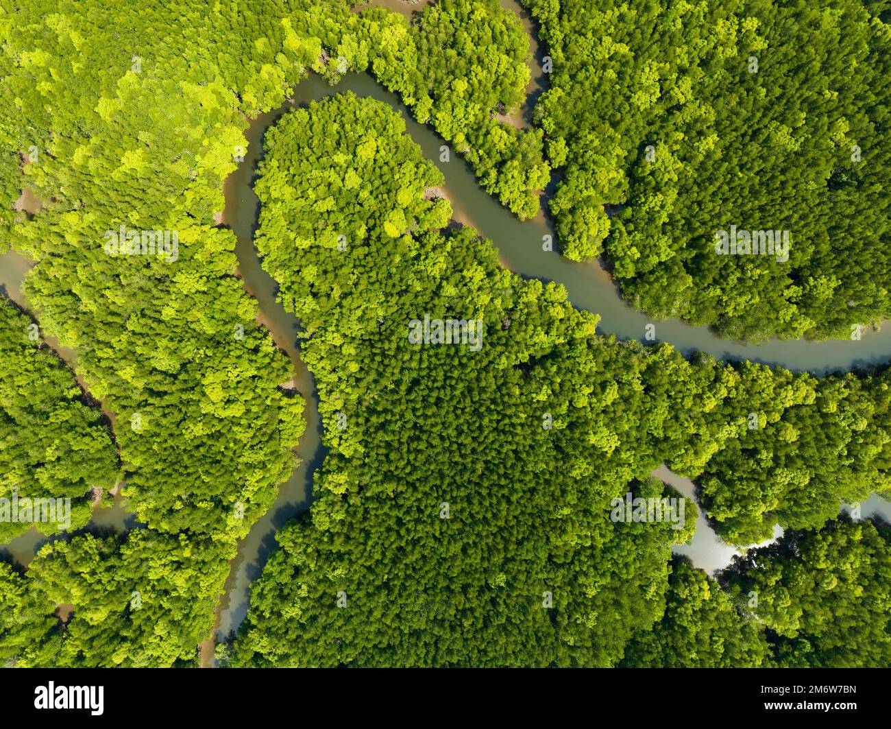 Amazing abundant mangrove forest, Aerial view of forest trees ...