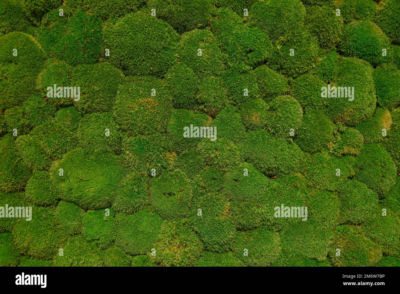 Background of rough bulge and bumpy moss and green wall Stock Photo - Alamy
