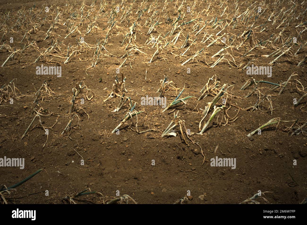 Scallions on dry agricultural land during dry season in Sarongge ...