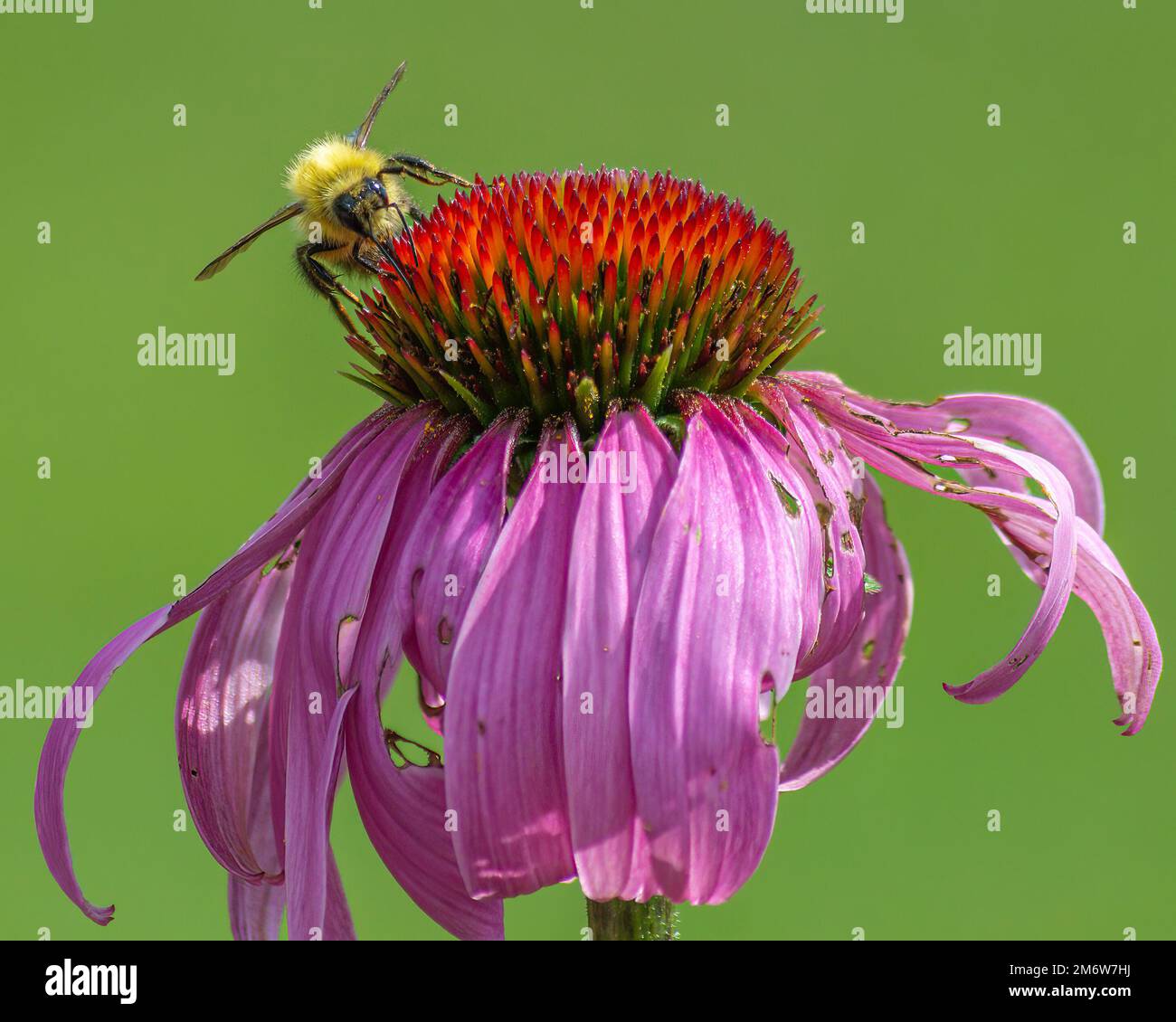 Honey Bee Atop a Cone Flower Stock Photo - Alamy