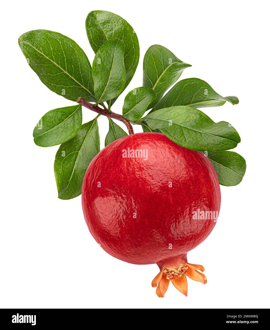 Pomegranate fruit on branch isolated on white background Stock Photo ...