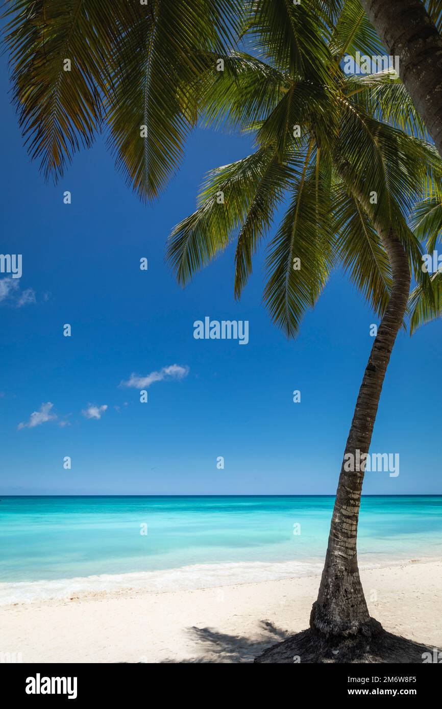 Tropical paradise, sand beach in caribbean Saona Island, Punta Cana ...