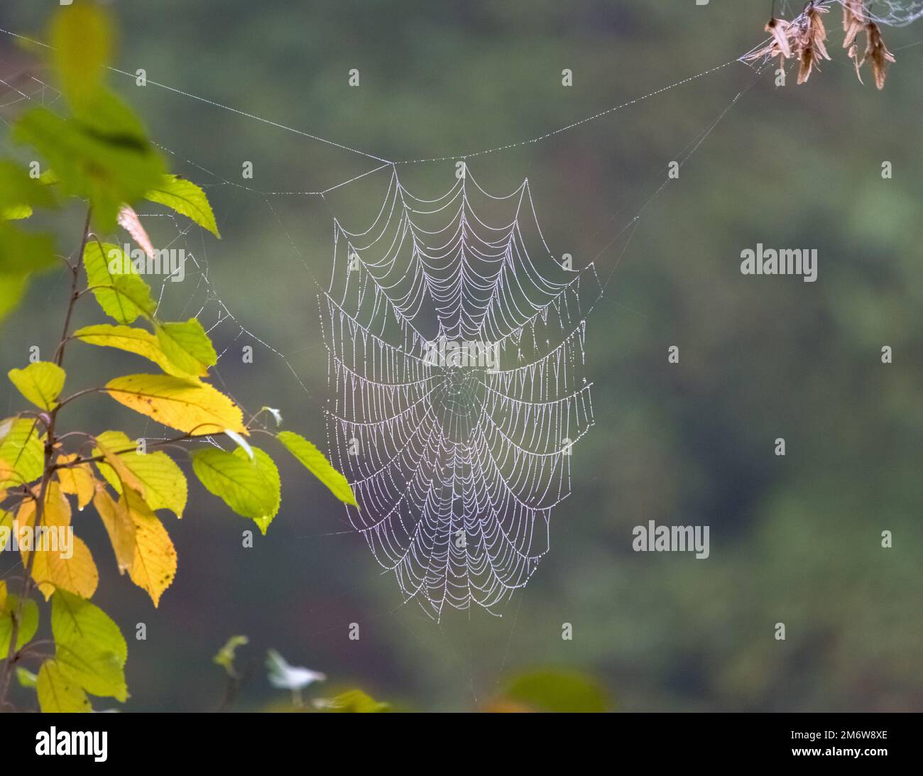 Beautiful detail of the cobwebs Stock Photo - Alamy