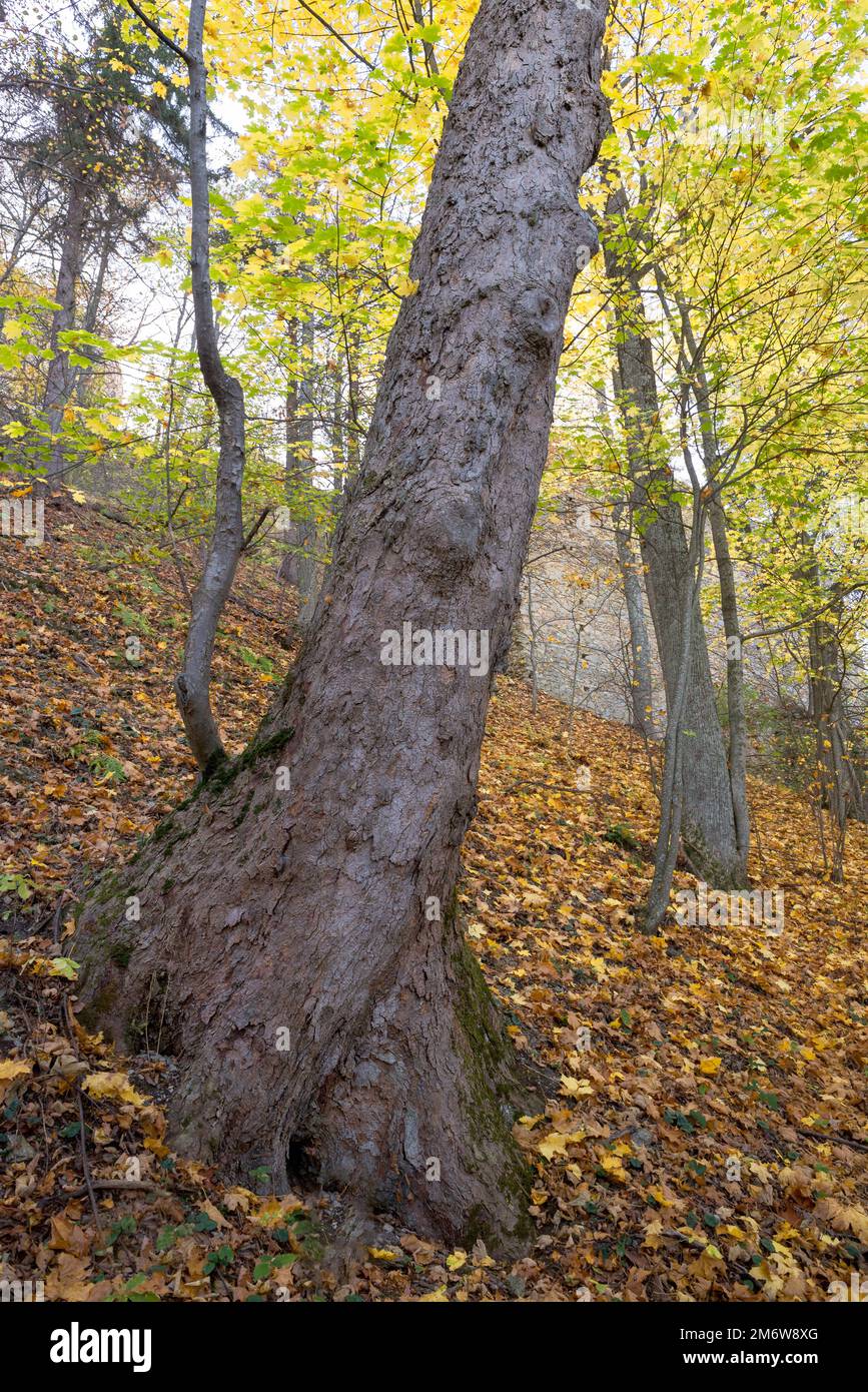 Aerial beech tree roots hi-res stock photography and images - Alamy