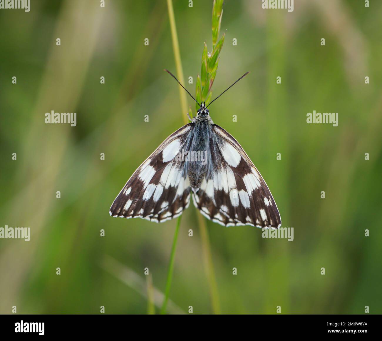 Checkerboard butterfly hi-res stock photography and images - Alamy