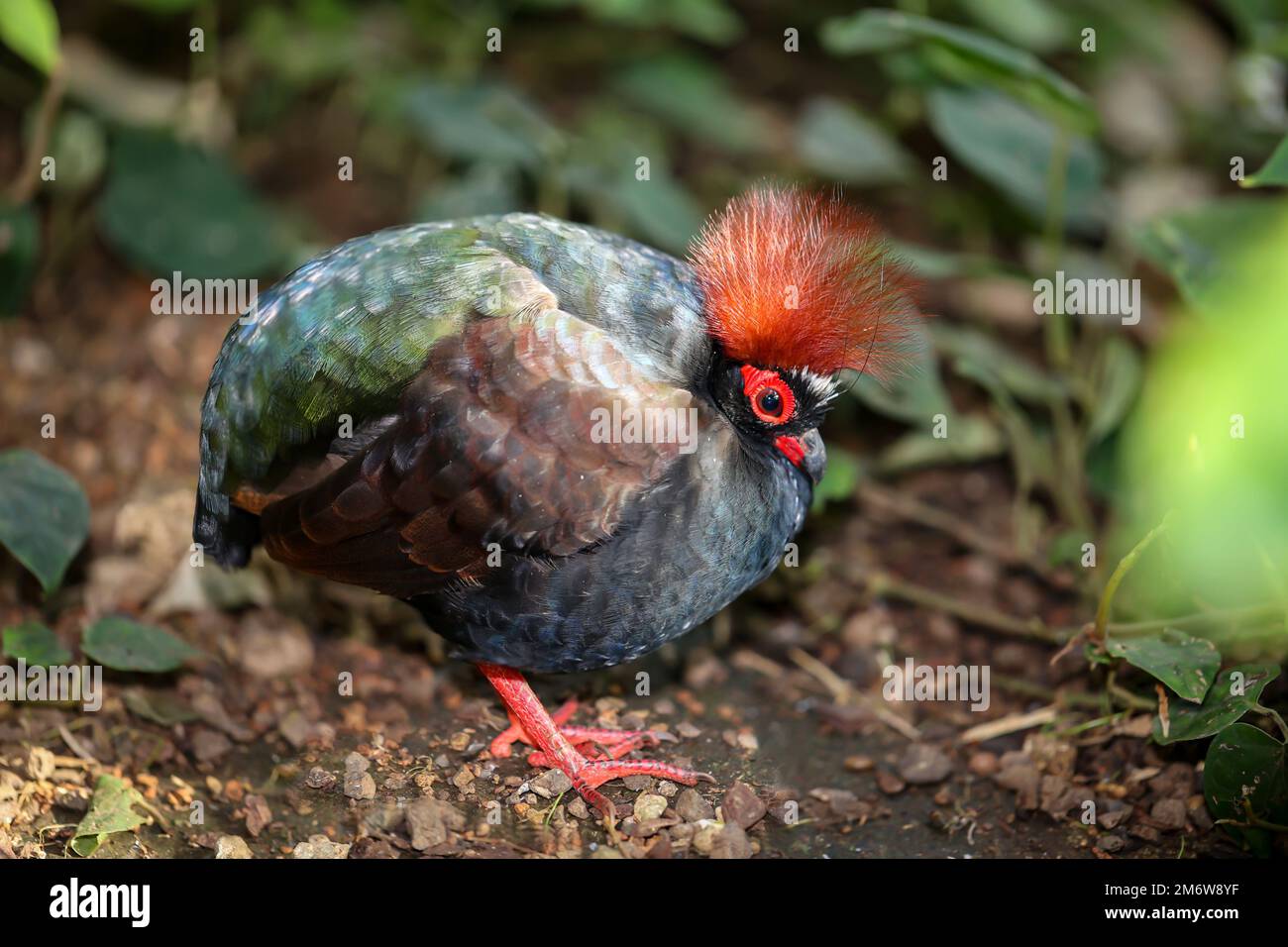 Rollulus hi-res stock photography and images - Alamy