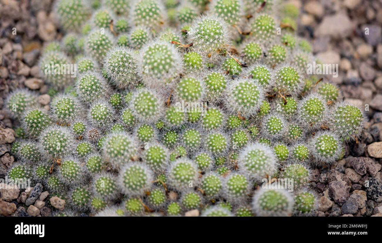 Portrait of a cactus, A cactus in a tropical environment Stock Photo ...