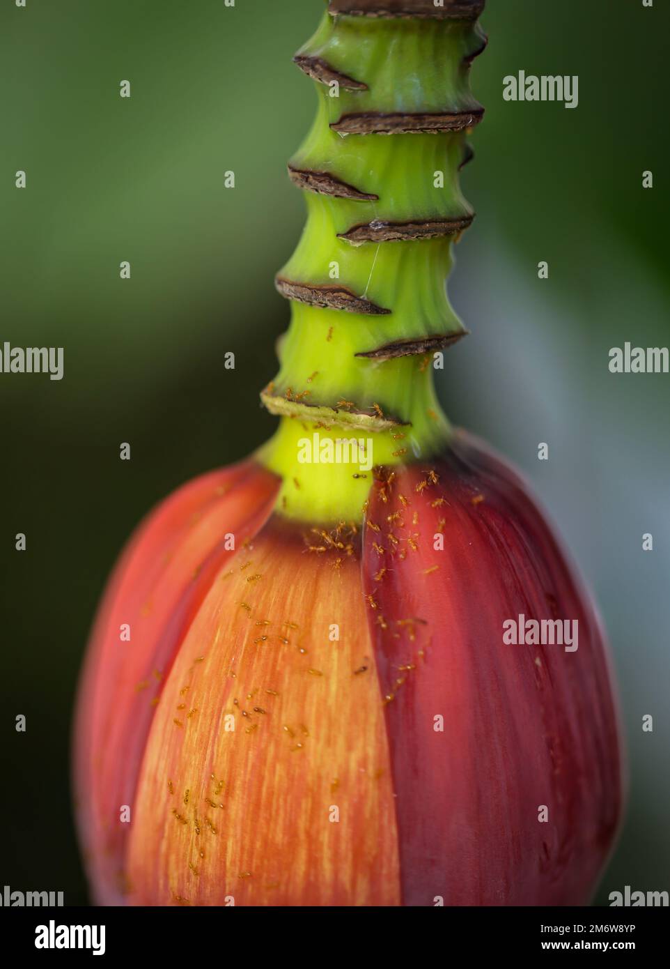 Details of a dwarf banana (Musa acuminata), flowers and fruit set Stock ...