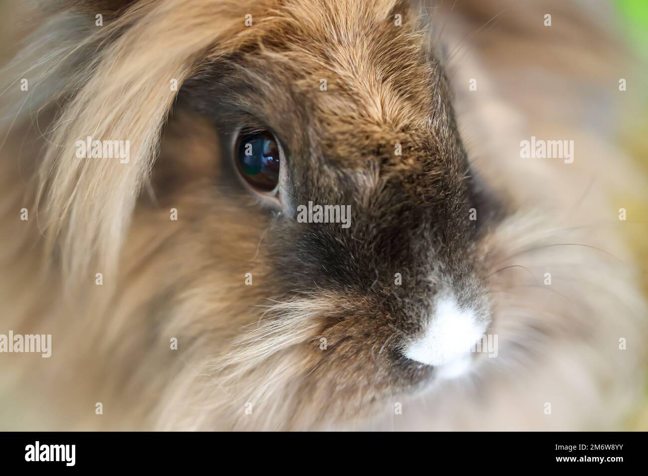 A portrait, or close-up, of a dwarf rabbit Stock Photo - Alamy
