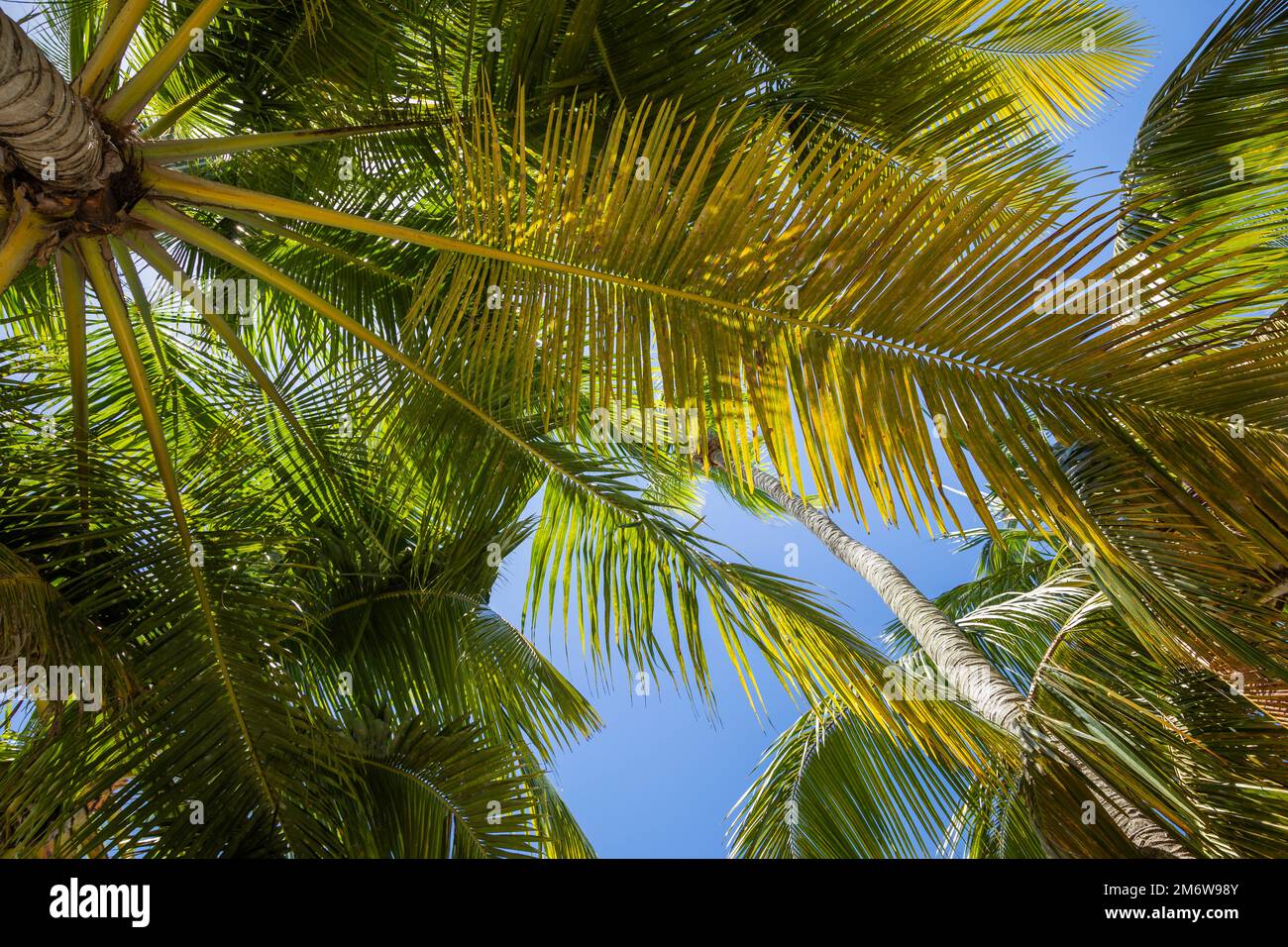 Tropical paradise, idyllic caribbean palm trees in Punta Cana ...