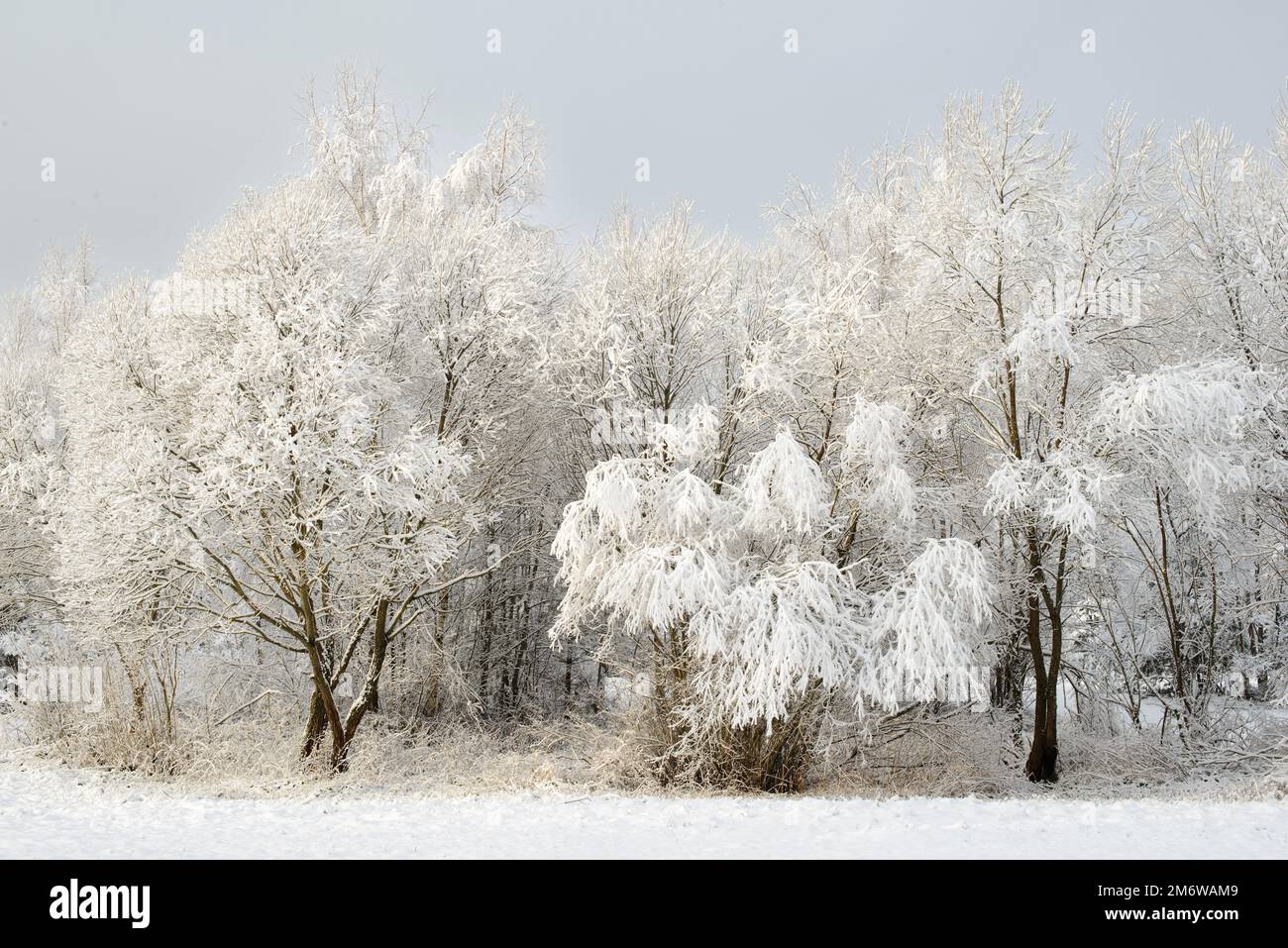 Natural winter landscape Stock Photo - Alamy